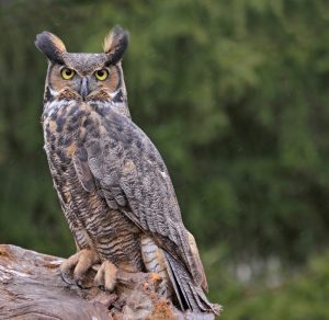 8 Species of Owl in Connecticut - Bird Advisors