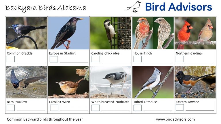 Top 32 Backyard Birds In Alabama (Free ID Chart)
