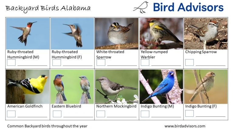 Top 32 Backyard Birds in Alabama (Free ID Chart) - Bird Advisors