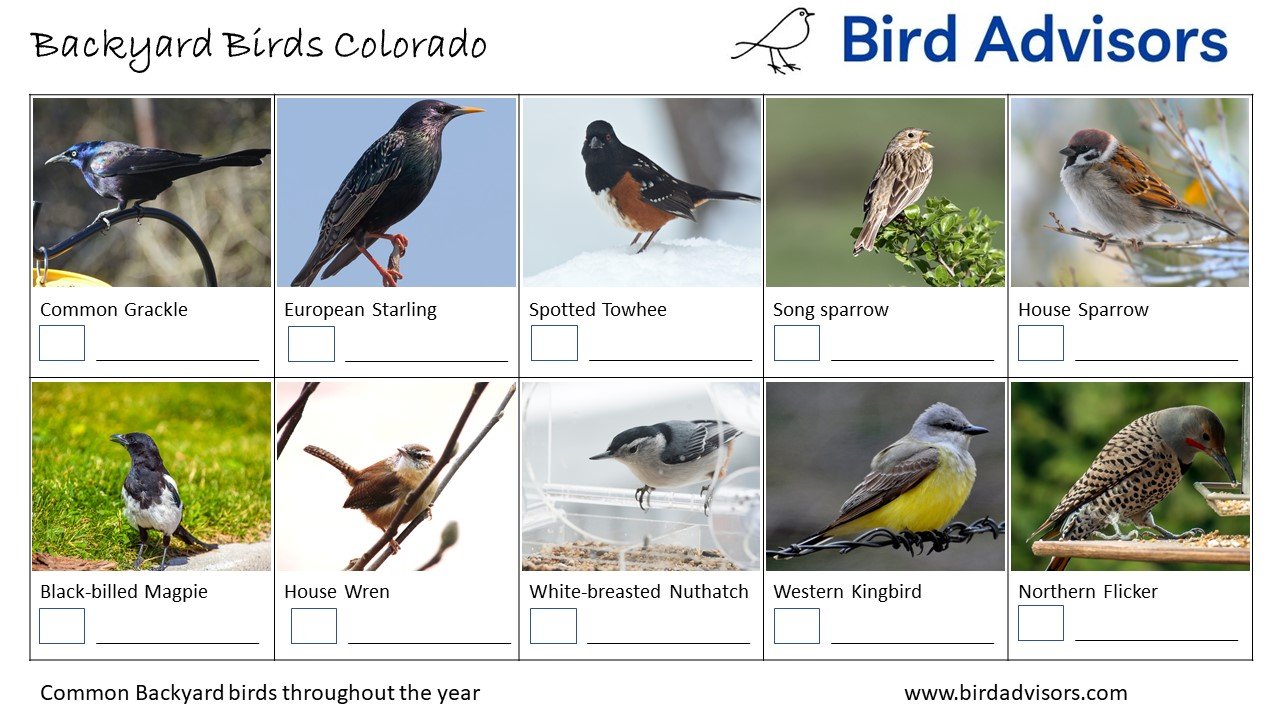 Top 30 Backyard Birds In Colorado (Free ID Chart)