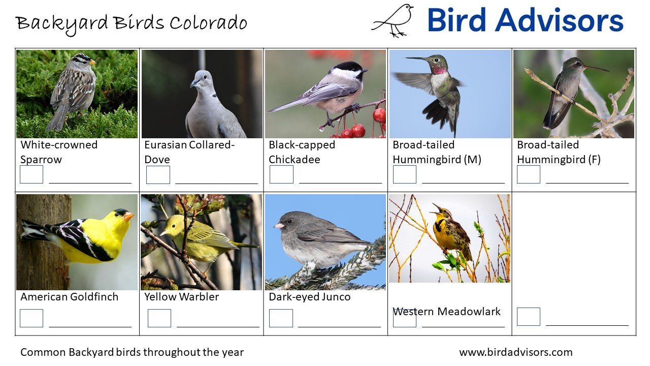 Top 30 Backyard Birds In Colorado (Free ID Chart)