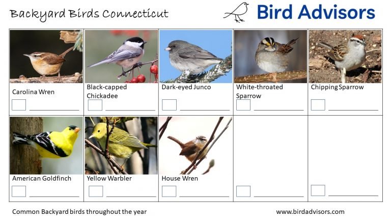 Top 33 Backyard Birds In Connecticut (Free ID Charts)