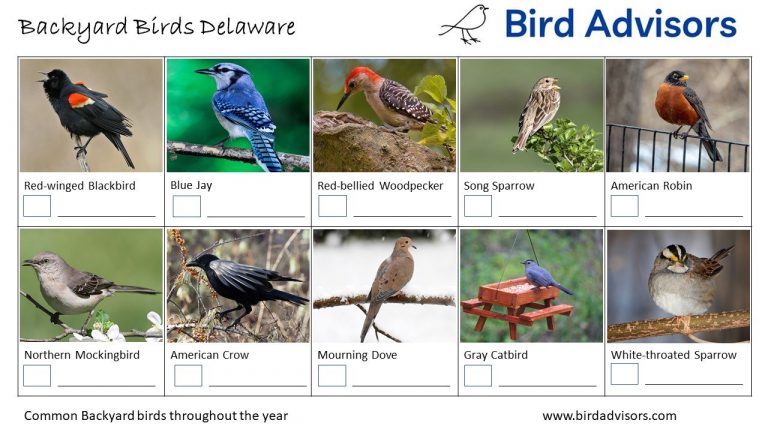 Top 33 Backyard Birds In Delaware (Free ID Chart)