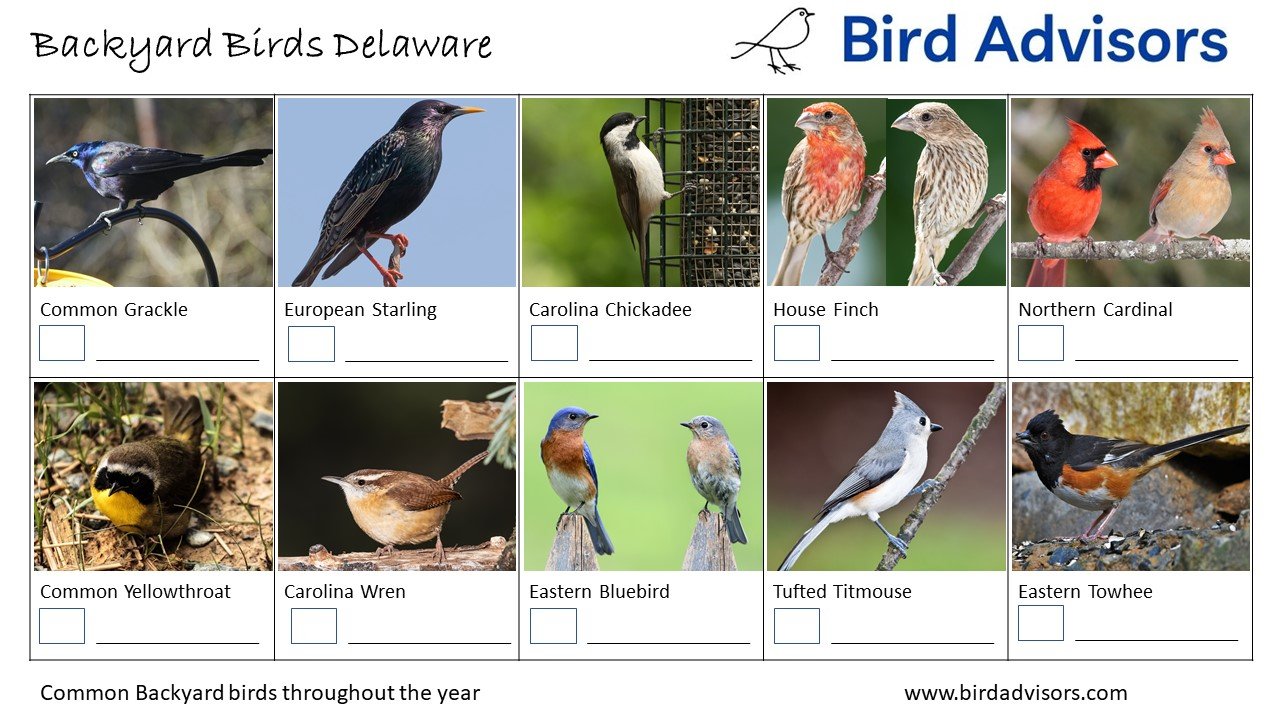 Top 33 Backyard Birds In Delaware (Free ID Chart)