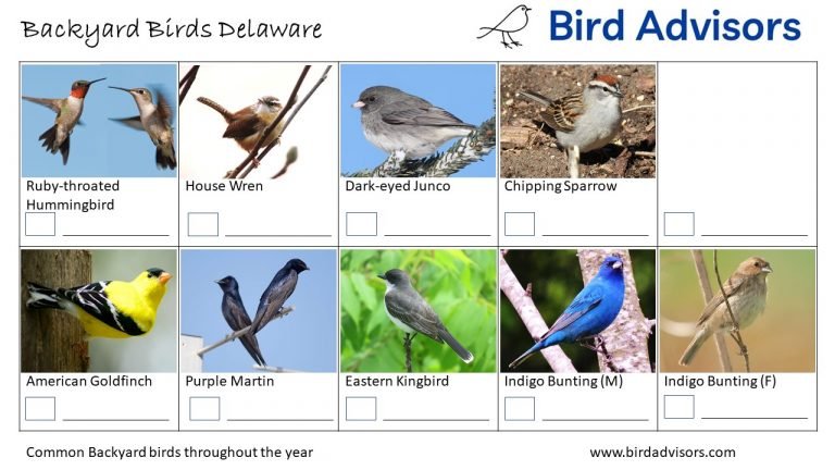 Top 33 Backyard Birds In Delaware (Free ID Chart)
