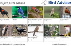 25 Species Of Ducks In Georgia (ID, Calls, Season Guide) - Bird Advisors