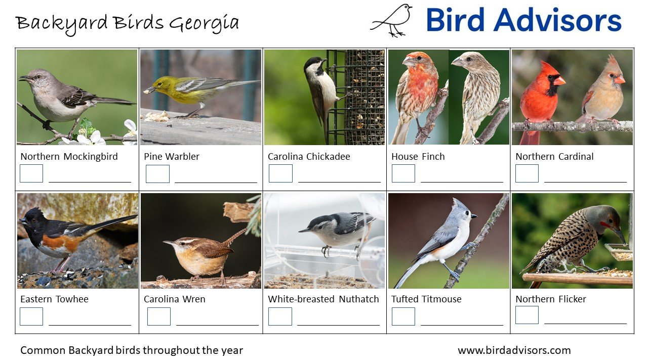 Top 32 Backyard Birds in Georgia (Free ID Charts) - Bird Advisors