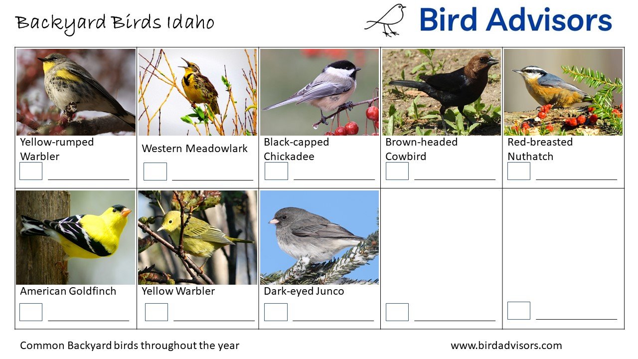 Top 32 Backyard Birds In Idaho (Free Photo ID Chart)