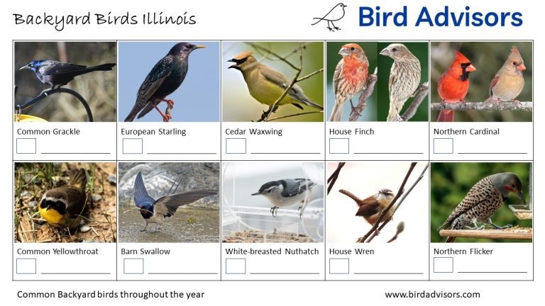 Top 29 Backyard Birds In Illinois (Free ID Charts)