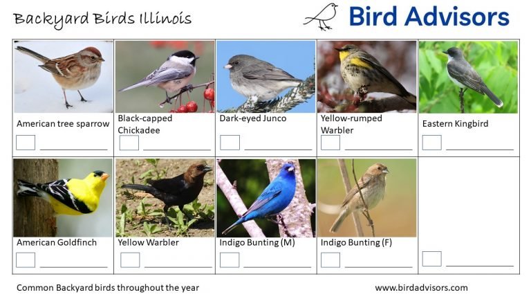 Top 29 Backyard Birds In Illinois (Free ID Charts)
