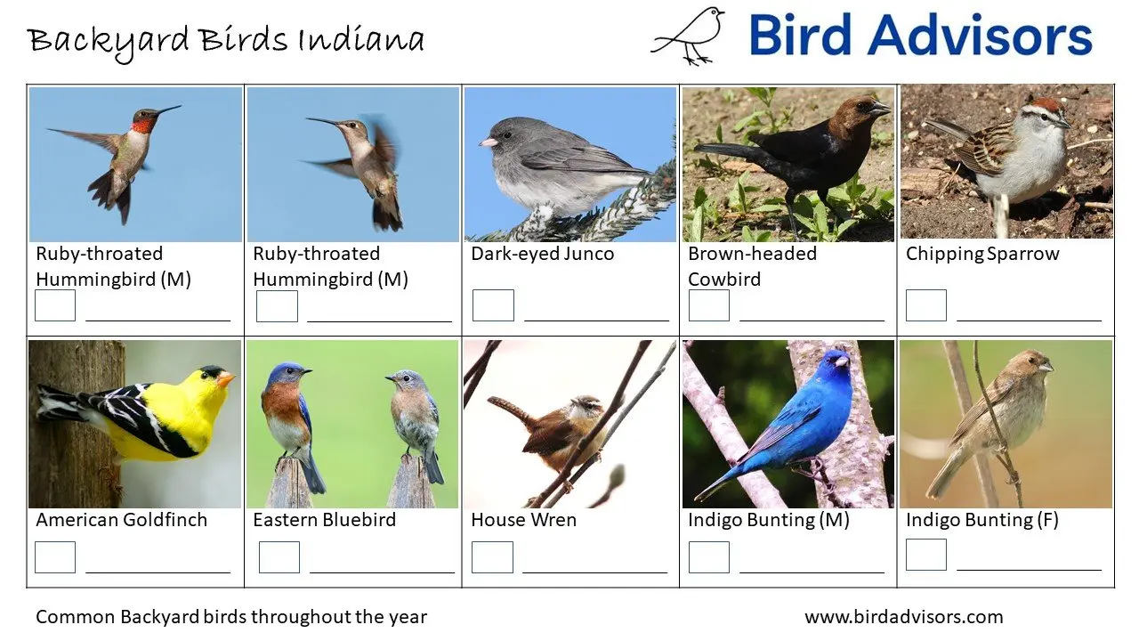 Top 32 Backyard Birds In Indiana (Free ID Chart)