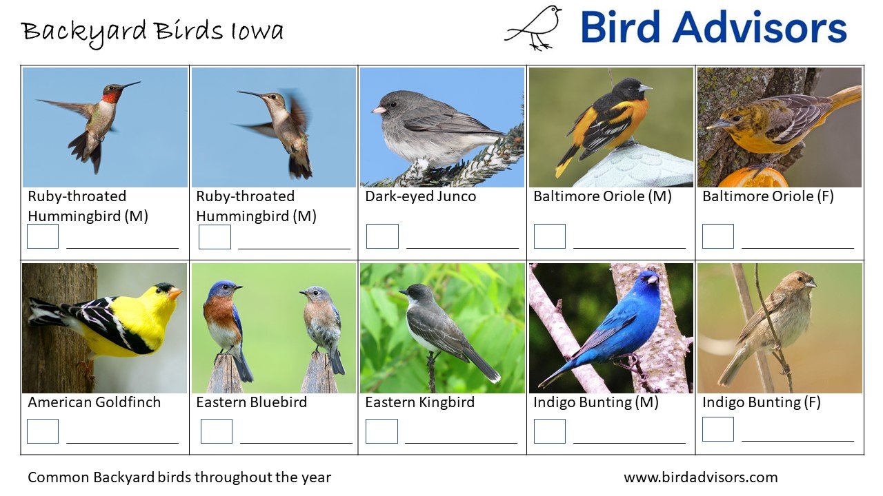 Top 33 Backyard Birds In Iowa (Free ID Charts)