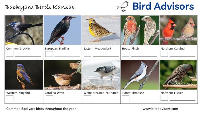 33 Backyard Birds In Kansas (Free ID Chart)