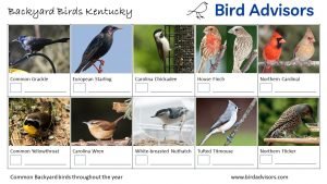 33 Backyard Birds In Kentucky (Free ID Charts)