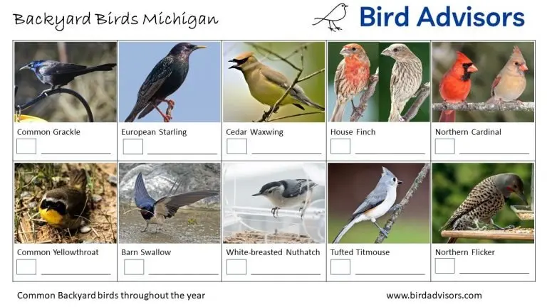 Top 33 Backyard Birds In Michigan (Free ID Charts)