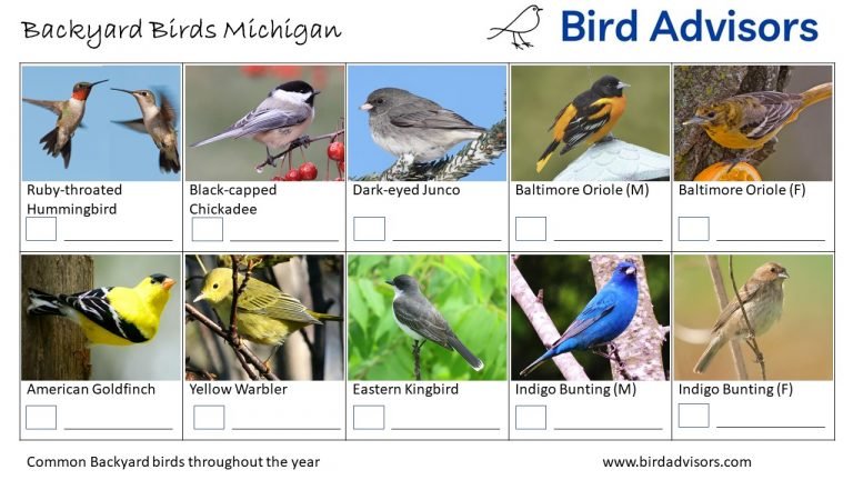 Top 33 Backyard Birds In Michigan (Free ID Charts)