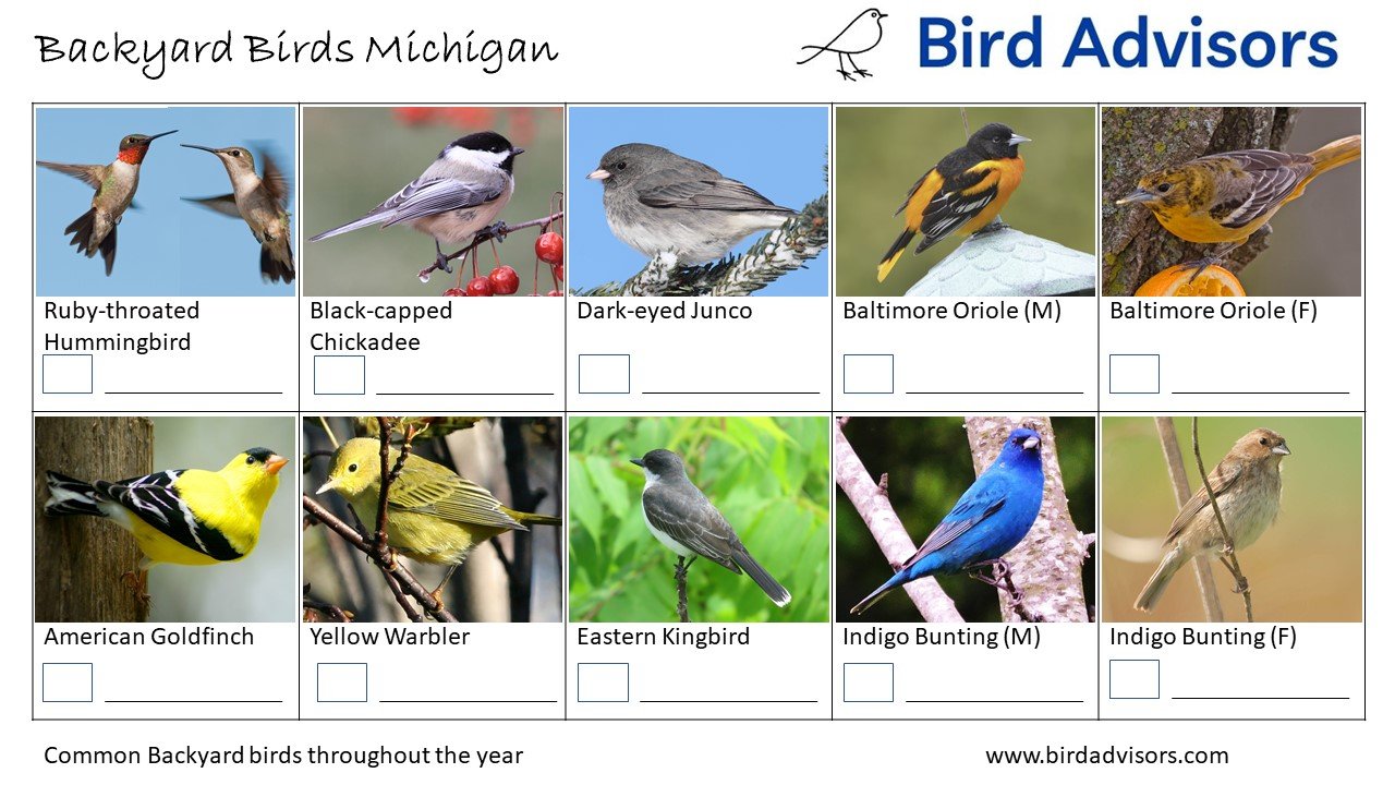Top 33 Backyard Birds In Michigan (Free ID Charts)