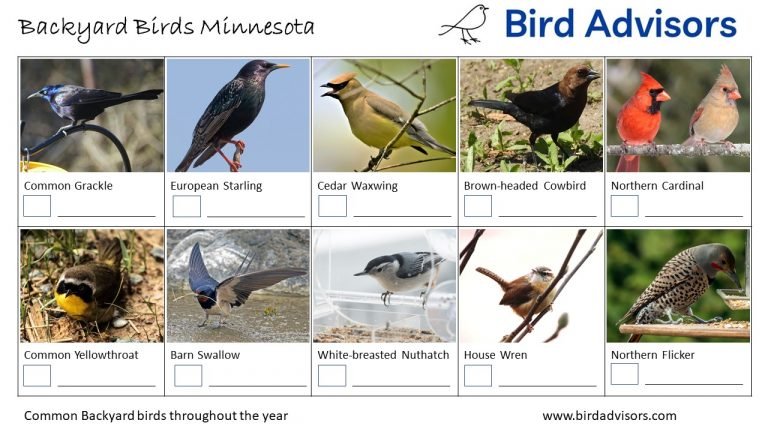 Top 33 Backyard Birds In Pennsylvania (Free Picture ID Printable)