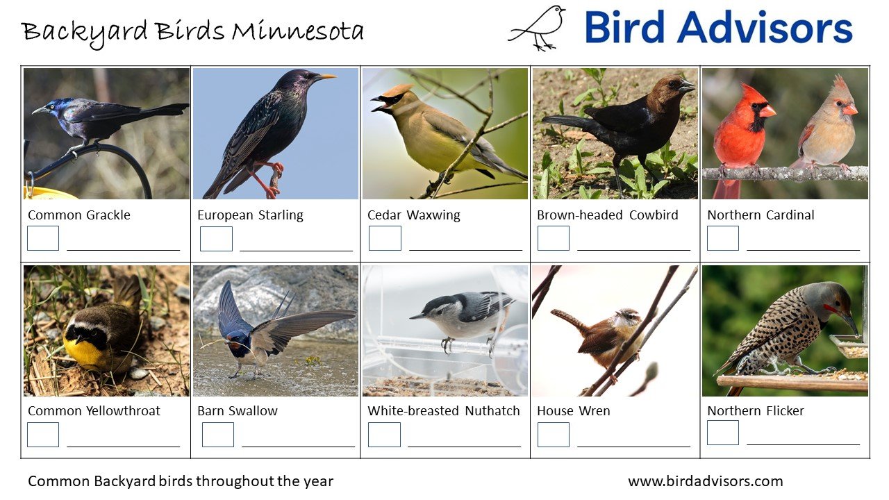 Top 31 Backyard Birds In Minnesota (Free ID Chart)