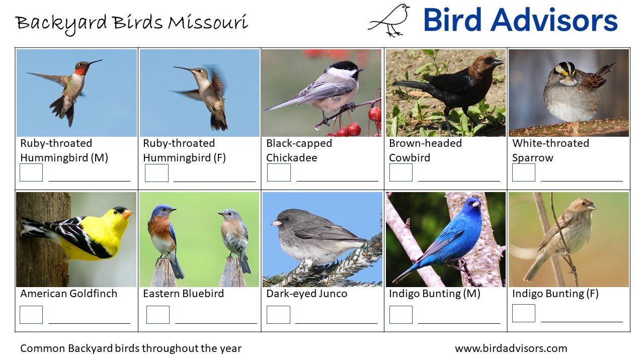 Top 33 Backyard Birds In Missouri (Free ID Chart)
