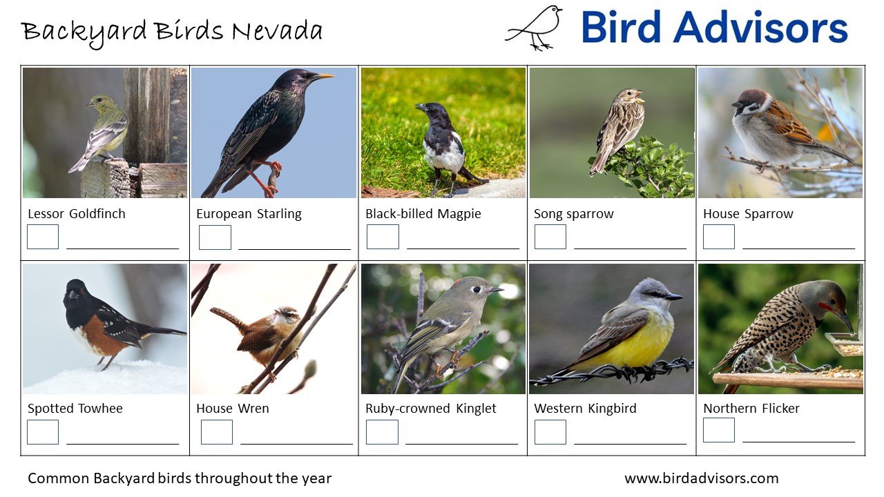 Top 32 Backyard Birds In Nevada (Free ID Chart)