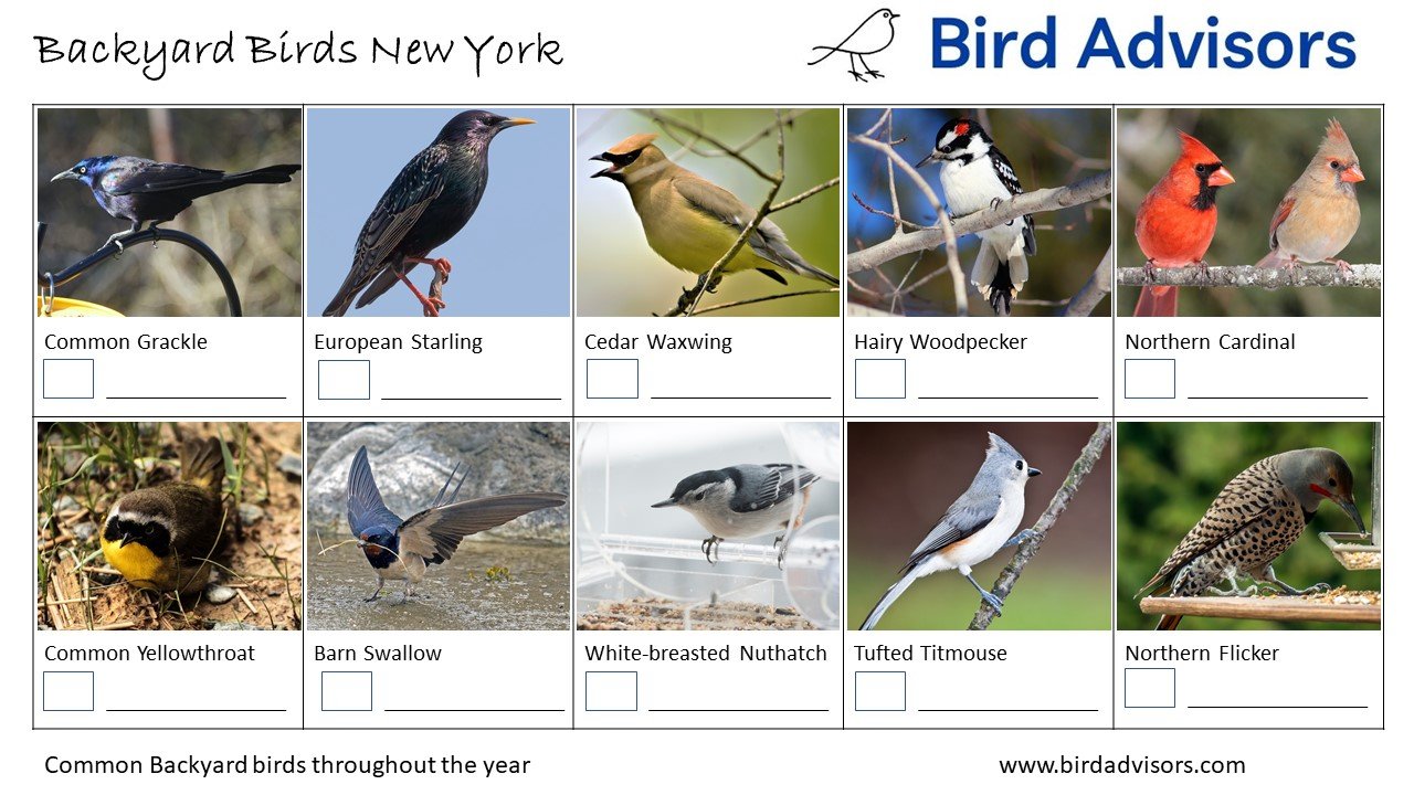 Top 29 Backyard Birds In New York (Free ID Chart)