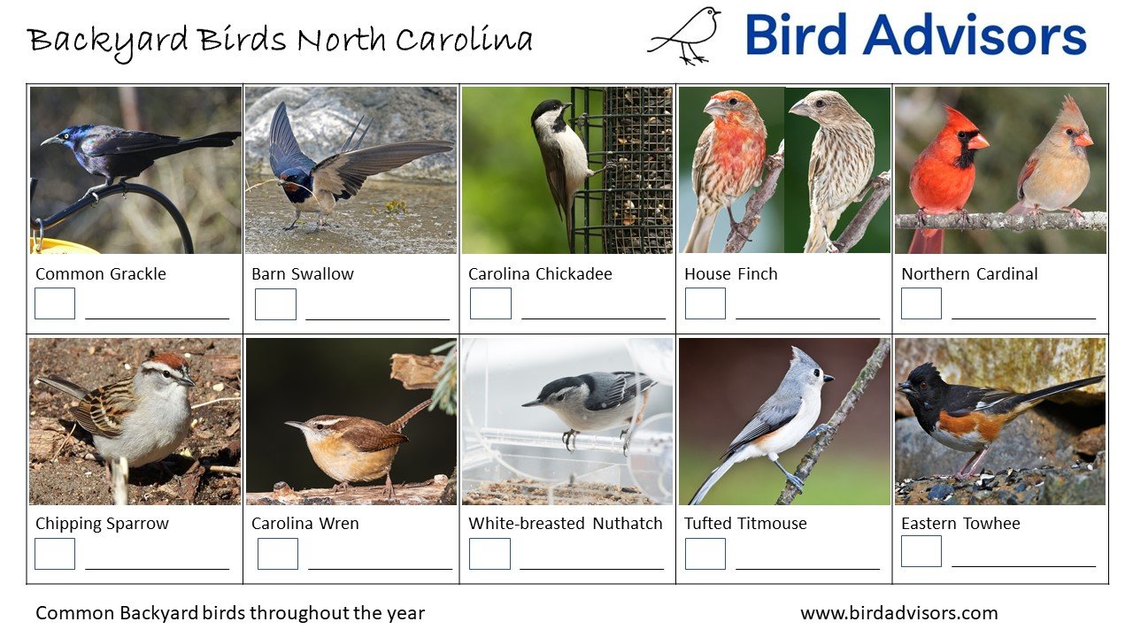 Top 31 Backyard Birds in North Carolina (Free ID Charts) - Bird Advisors