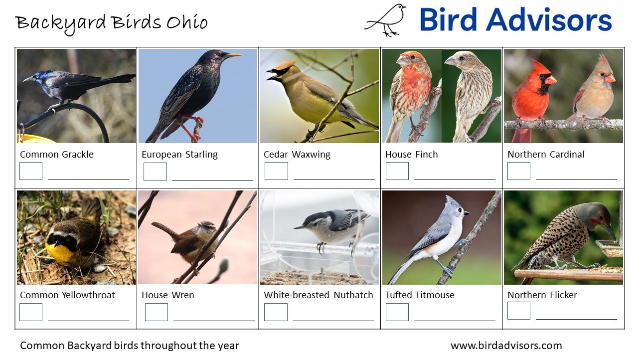 Top 33 Backyard Birds In Ohio (Free ID Charts)
