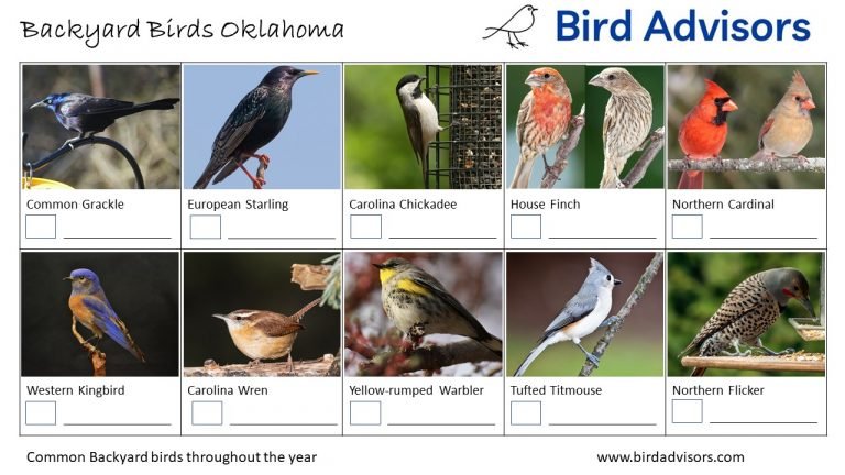Top 33 Backyard Birds In Oklahoma (Free ID Chart) - Bird Advisors