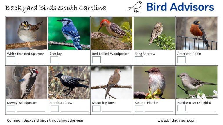 Top 31 Backyard Birds In South Carolina (Free ID Charts)
