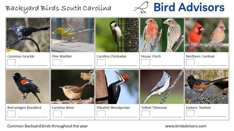 Top 31 Backyard Birds In South Carolina (Free ID Charts)