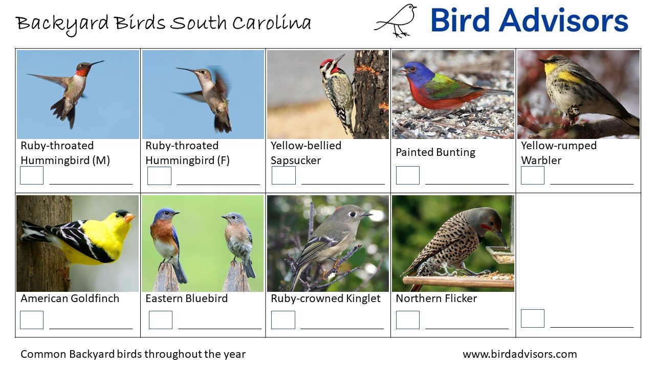 Top 31 Backyard Birds In South Carolina (Free ID Charts)