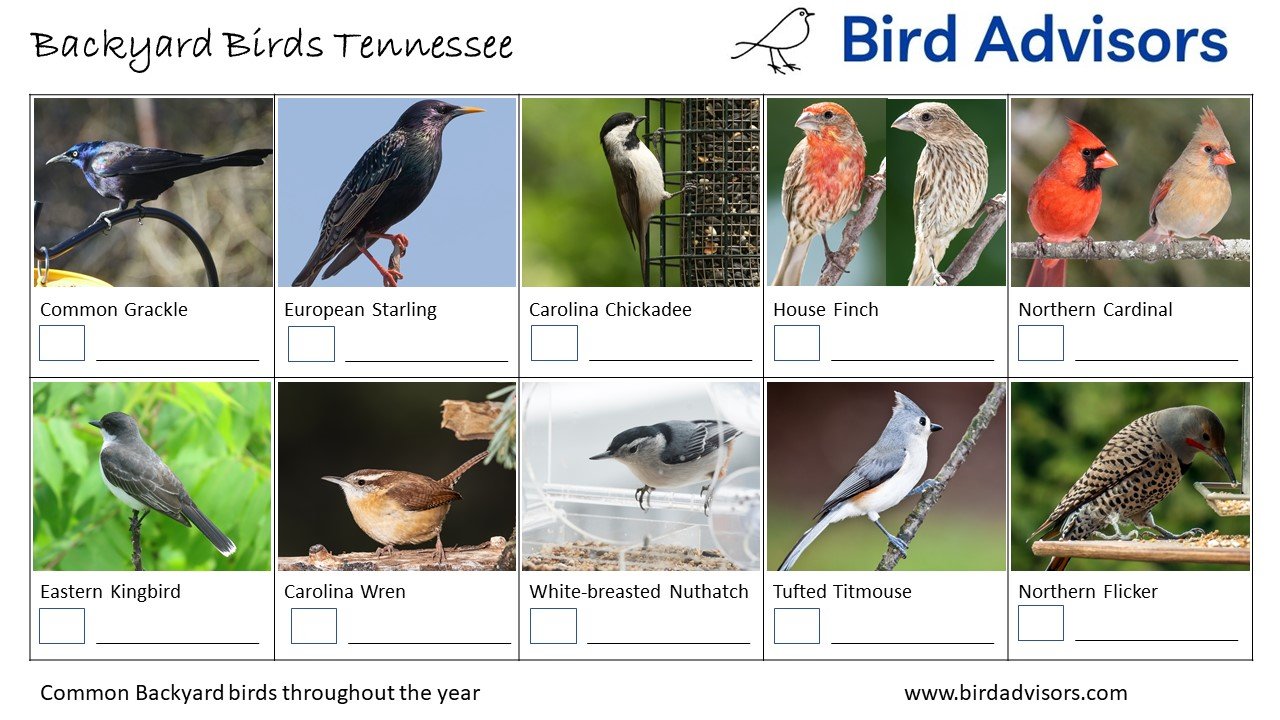 Top 33 Backyard Birds In Tennessee (Free ID Charts)
