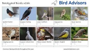 Top 33 Backyard Birds In Utah (Free ID Charts)