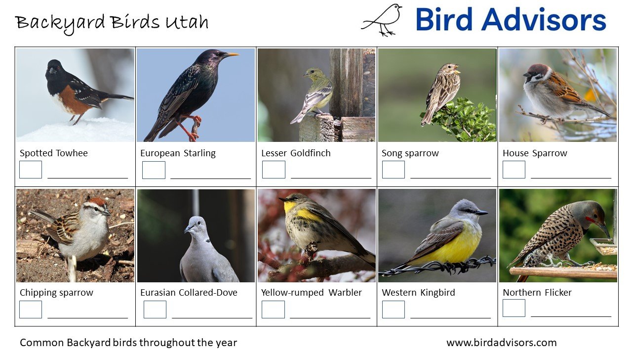 Top 33 Backyard Birds In Utah (Free ID Charts)