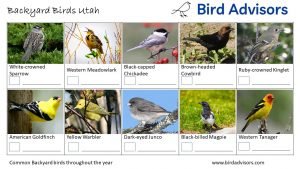Top 33 Backyard Birds In Utah (Free ID Charts)