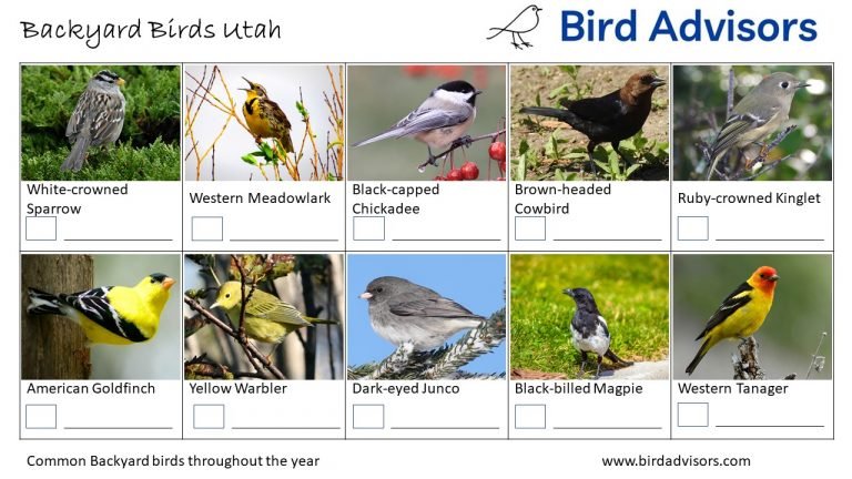 Top 33 Backyard Birds In Utah (Free ID Charts)
