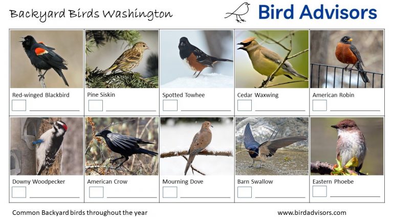 Top 32 Backyard Birds In Washington (Free ID Chart)