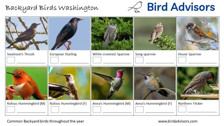Top 32 Backyard Birds In Washington (Free ID Chart)