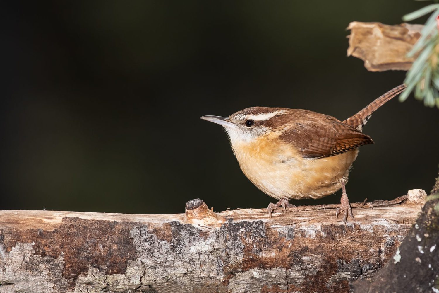 Top 32 Backyard Birds in Texas (Free ID Chart) - Bird Advisors