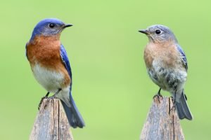 Top 28 Backyard Birds in Alabama (Free ID Chart) - Bird Advisors