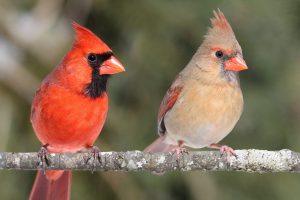Cardinals In Winter (How Do They Survive?)