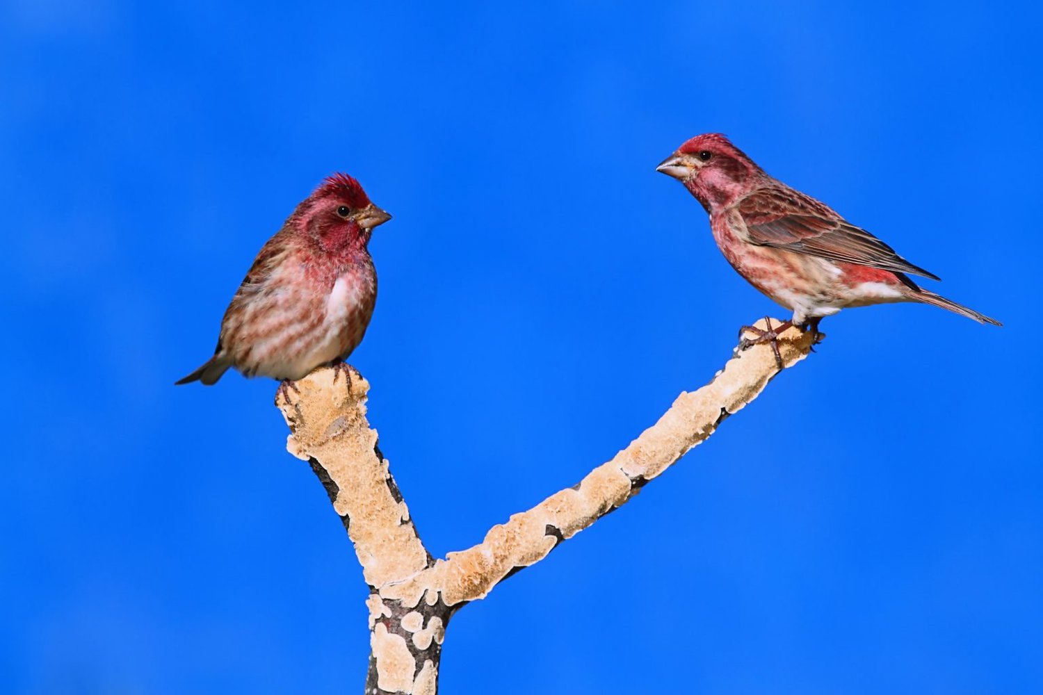 Red Birds In California Picture And ID Guide red-birds-in-california-picture-and-id-guide