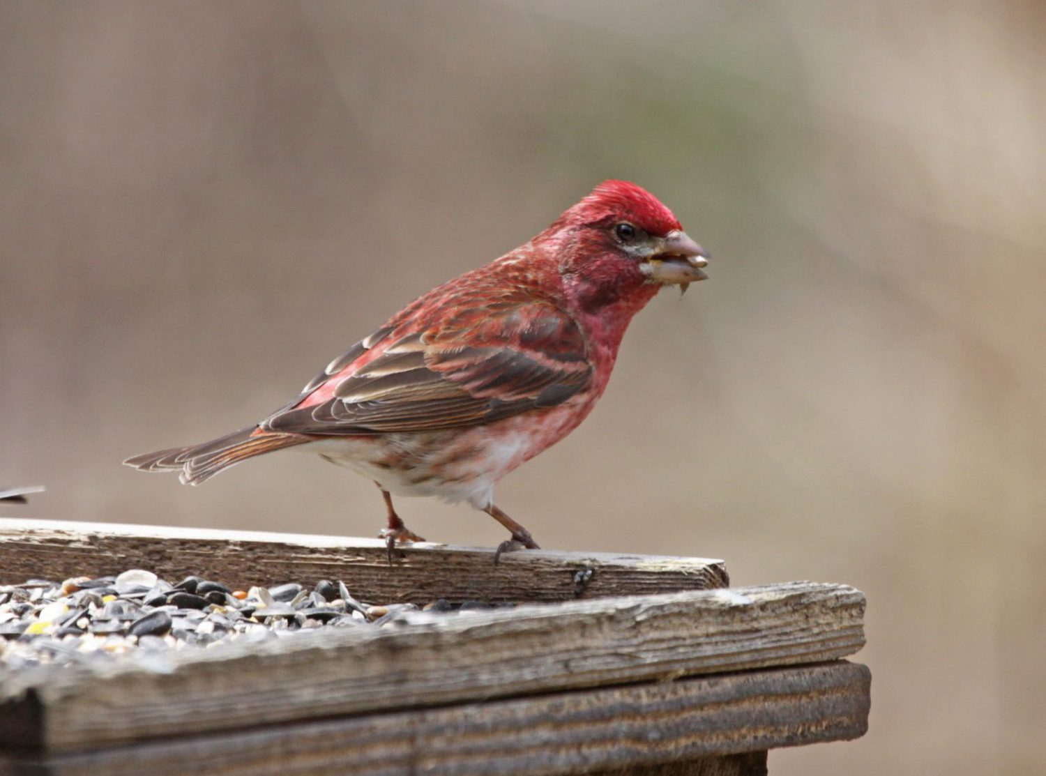Red Birds In Georgia Picture And ID Guide Bird Advisors Red Birds In Georgia Picture And ID Guide Bird Advisors