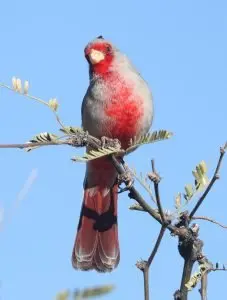 11 Red Birds In Wisconsin – Picture And ID Guide