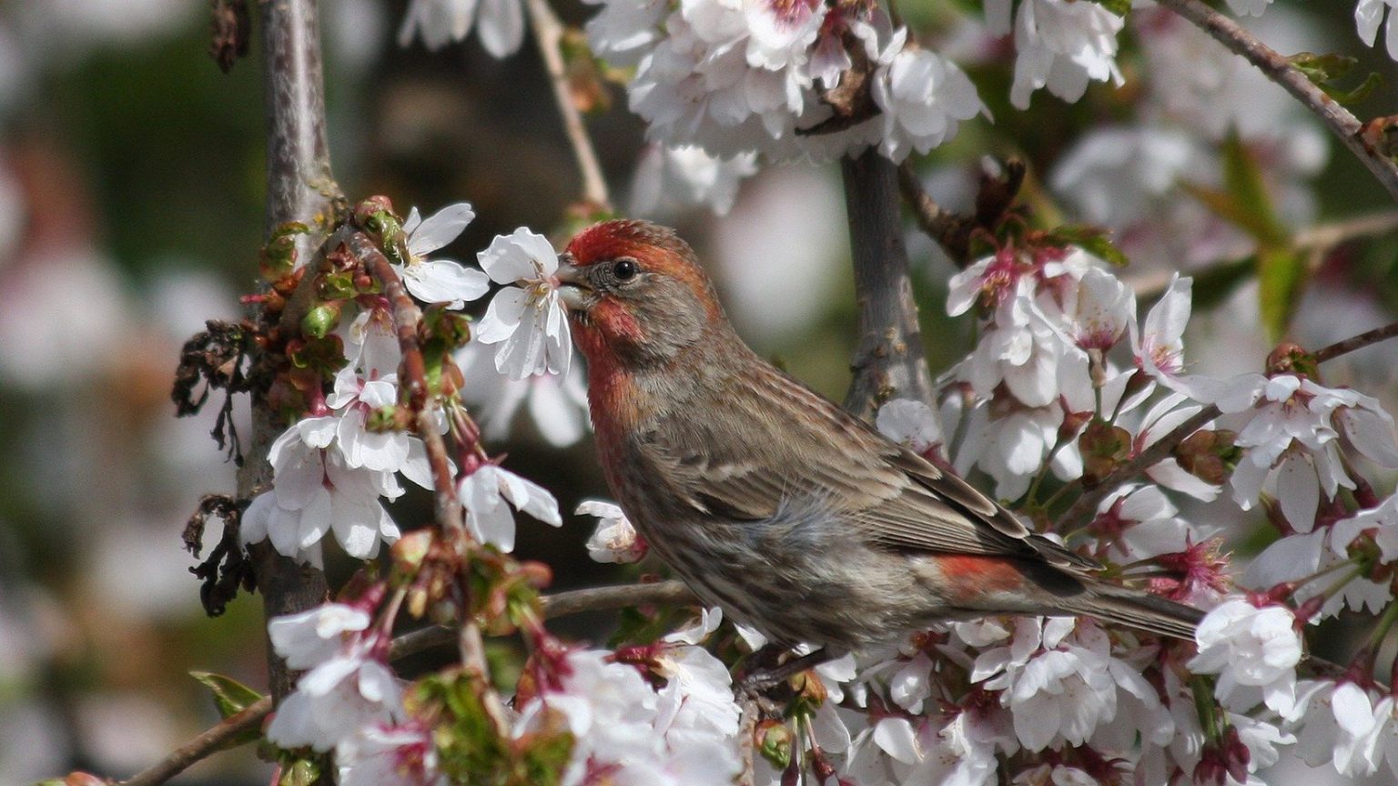 All About Finches In Arizona (ID Guide)