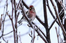22 Species of Sparrows in Illinois (ID and Sound Guide) - Bird Advisors
