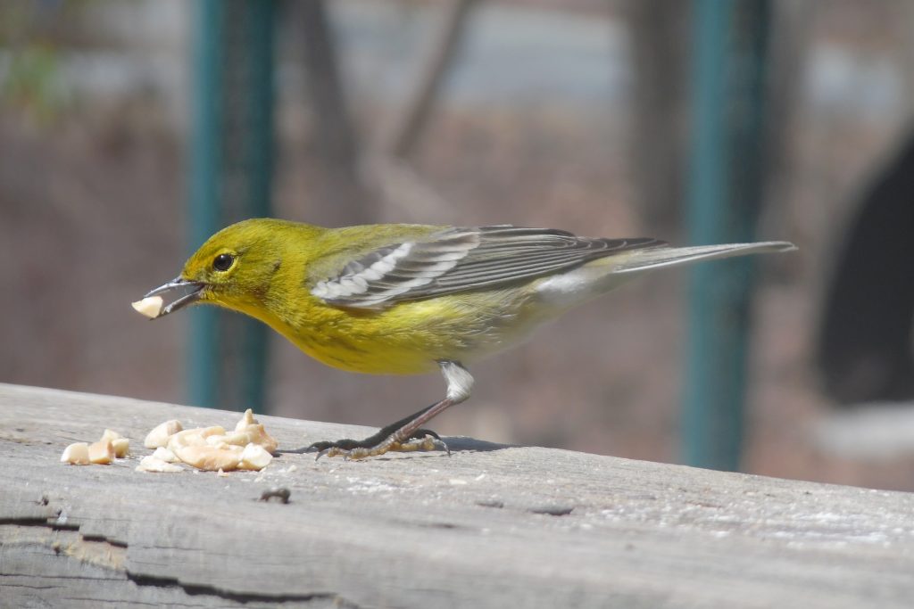 Yellow Birds In North Carolina Picture And ID Guide Bird Advisors yellow-birds-in-north-carolina-picture-and-id-guide-bird-advisors