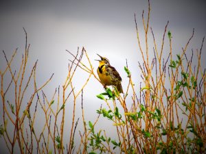29 Yellow Birds In California (ID And Song Guide)