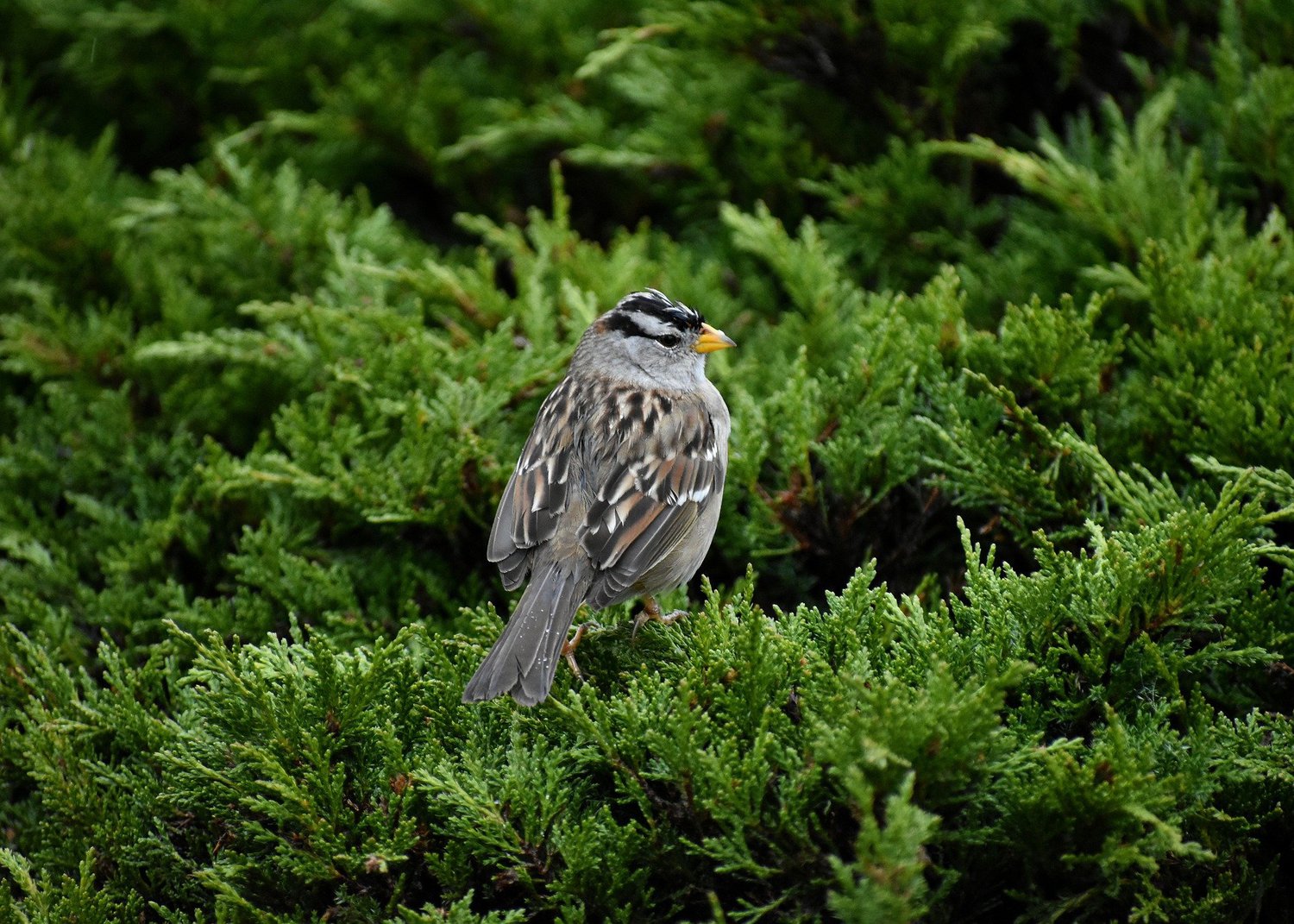 Top 31 Backyard Birds British Columbia (Free ID Chart)